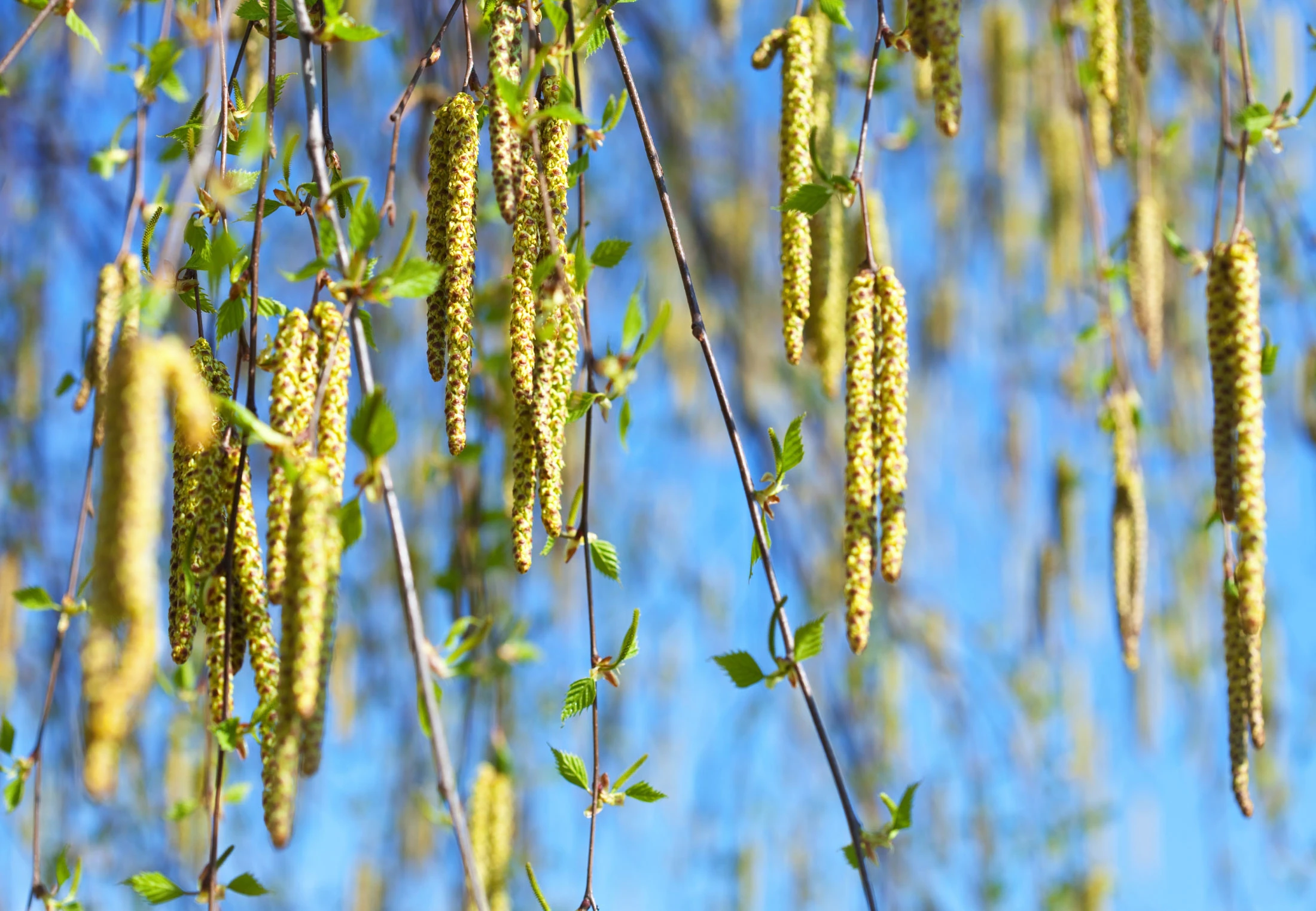Wat is pollen en waarom kun je er allergisch voor zijn? | wibnet.nl