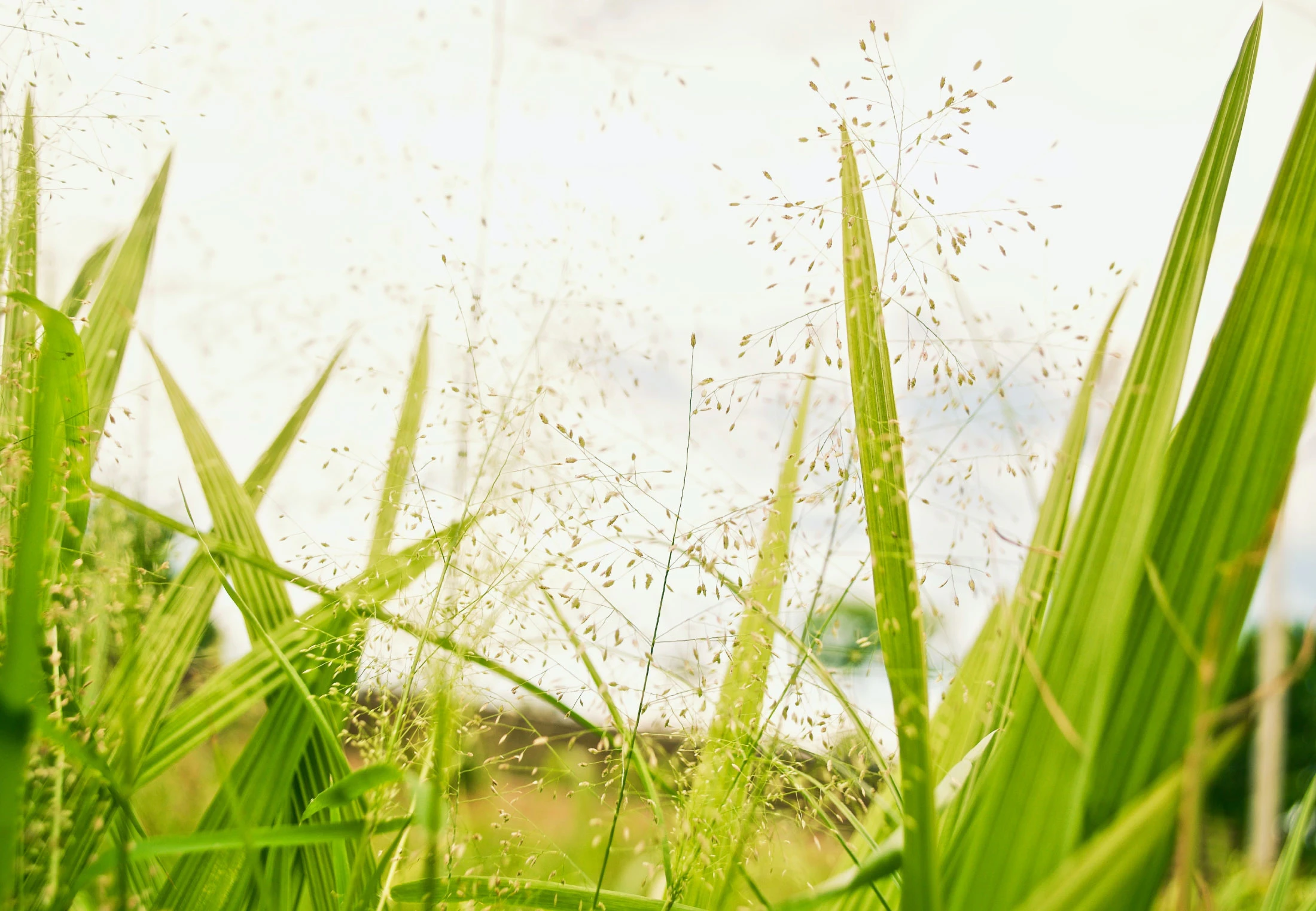 Wat is pollen en waarom kun je er allergisch voor zijn? | wibnet.nl