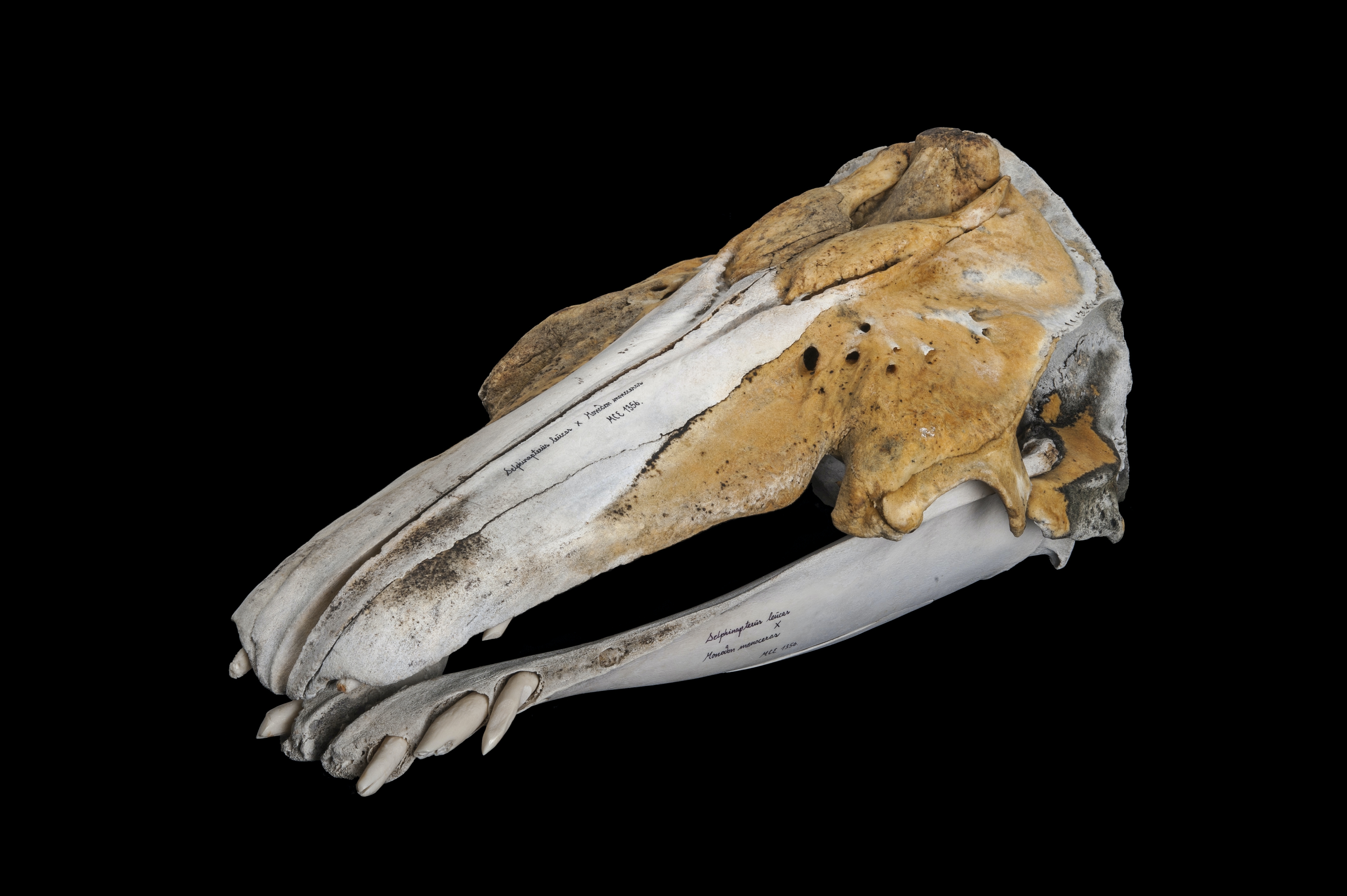 Hvaler - Hvad er verdens største hvaler og hvor mange hvalarter findes ...