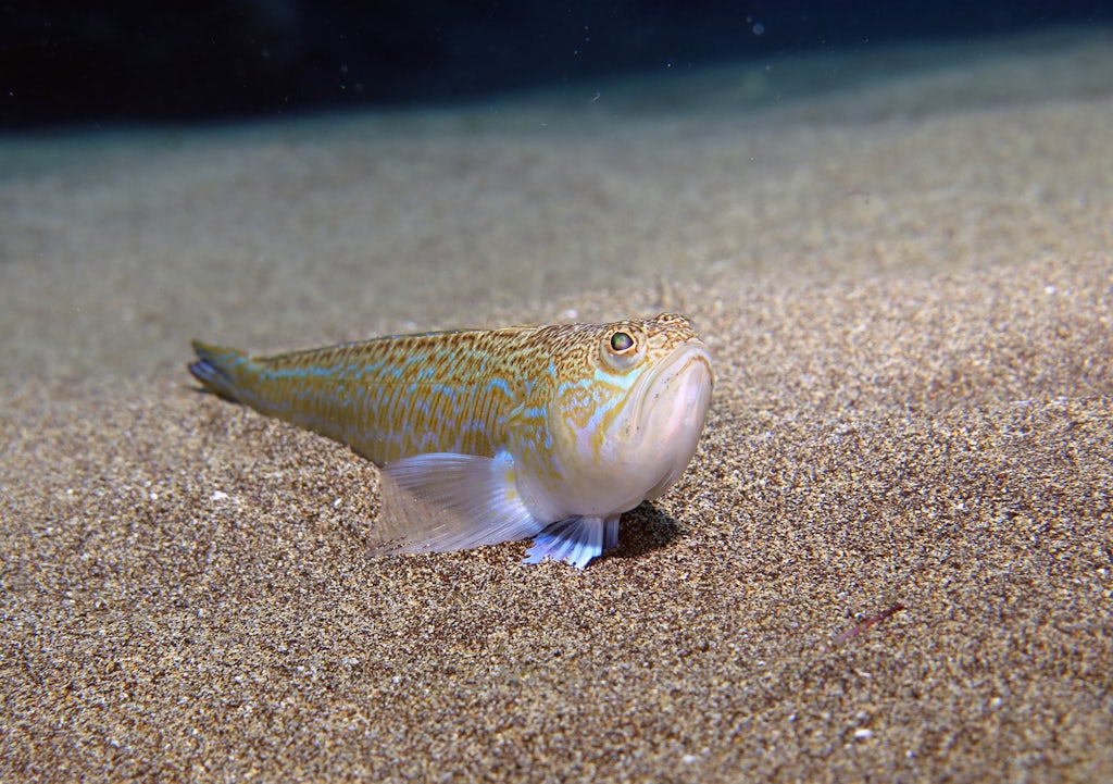 7 giftige planter og dyr i sommerens Nordeuropa | illvid.dk