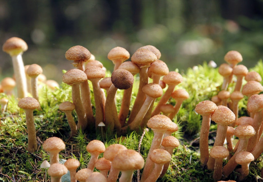 Svampe spreder sig i jorden | illvid.dk