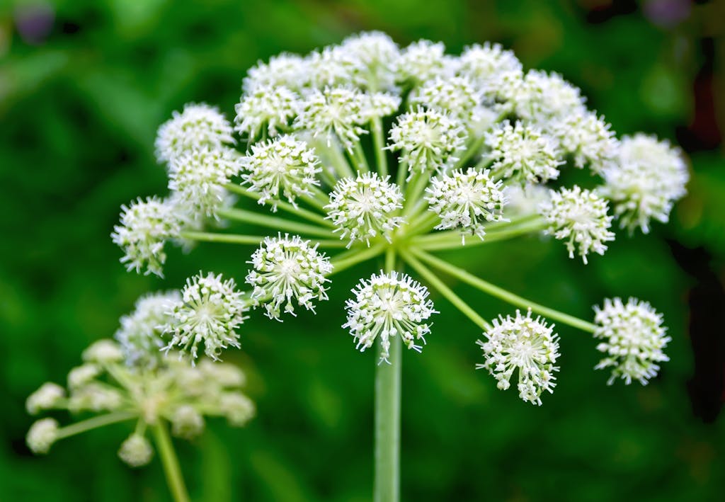 7 giftige planter og dyr i sommerens Nordeuropa | illvit.no