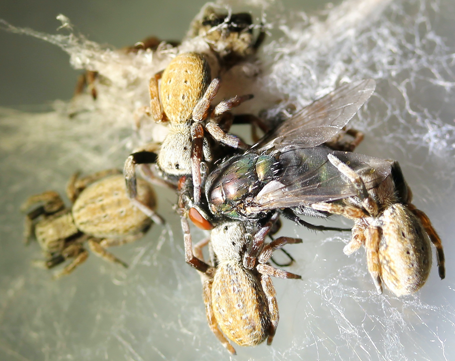 Maak je op voor de invasie: 5 mythen over spinnen | wibnet.nl