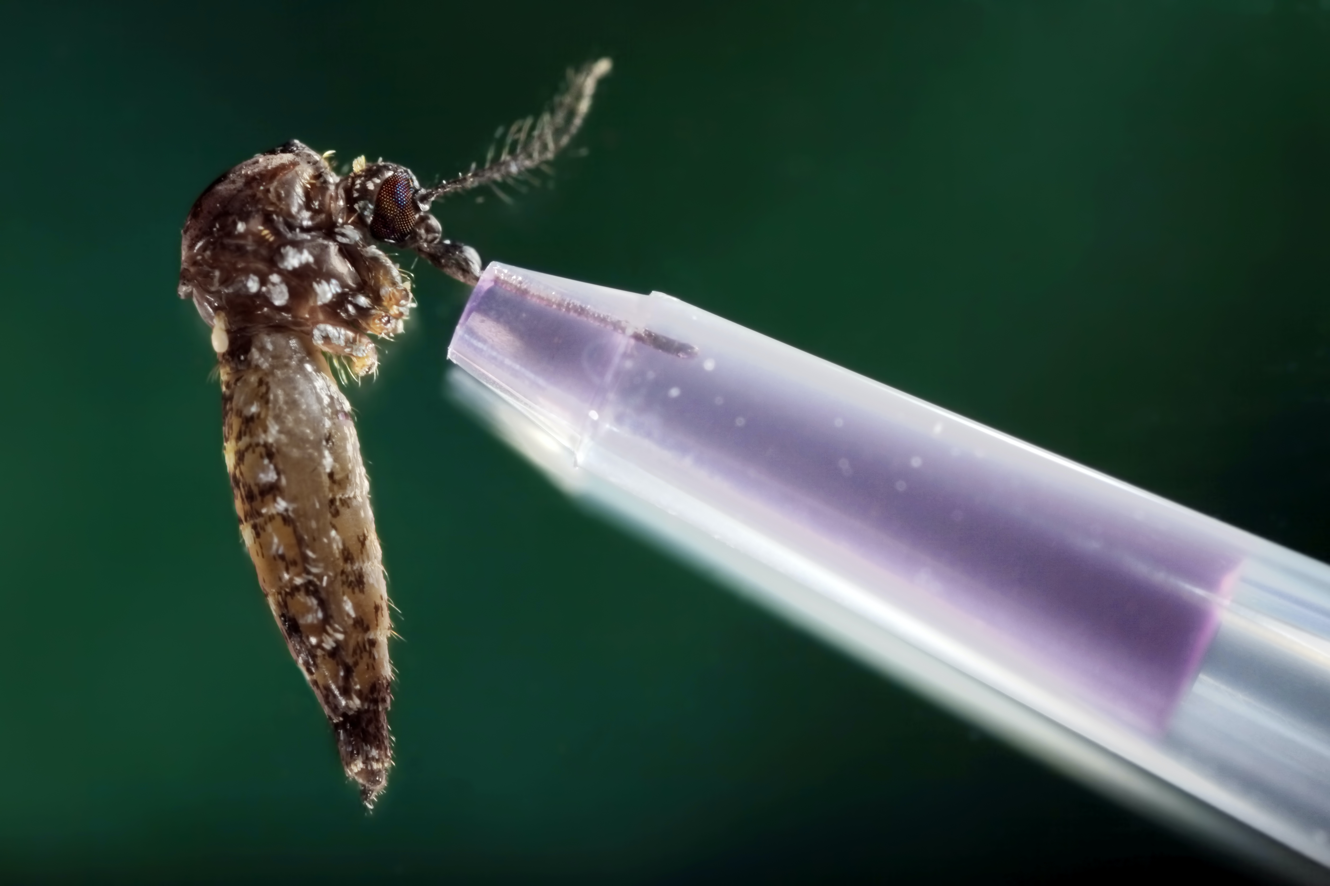 Insecten | Wat zijn insecten? En wat eten ze? | wibnet.nl