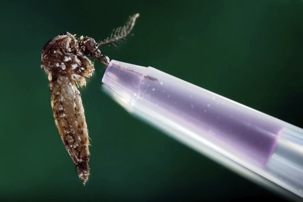 Insecten | Wat zijn insecten? En wat eten ze? | wibnet.nl