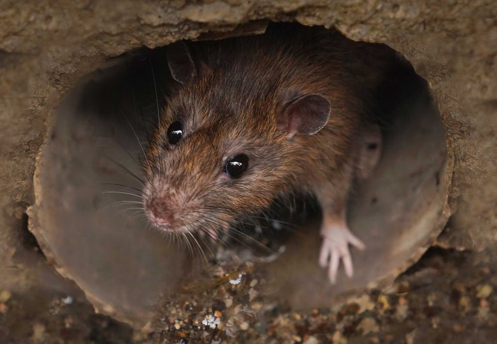 Pest – Var börjad den svarta döden? | Illustrerad Vetenskap | illvet.se