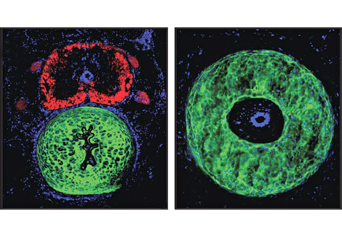Salamanderns stamceller återskapar nerver och skelett | illvet.se