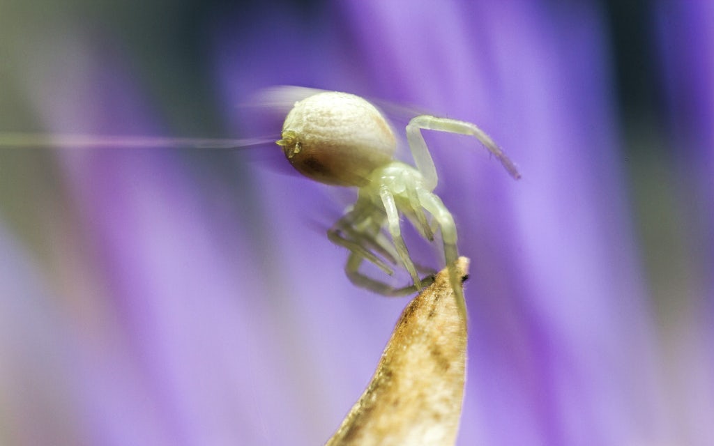 De pauwspin – zo bedriegt hij zijn partner | wibnet.nl