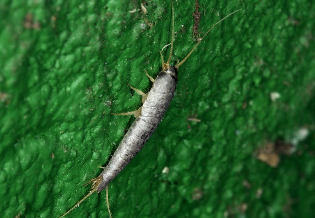 Sokeritoukka | Katso, miten pääset siitä eroon | tieku.fi