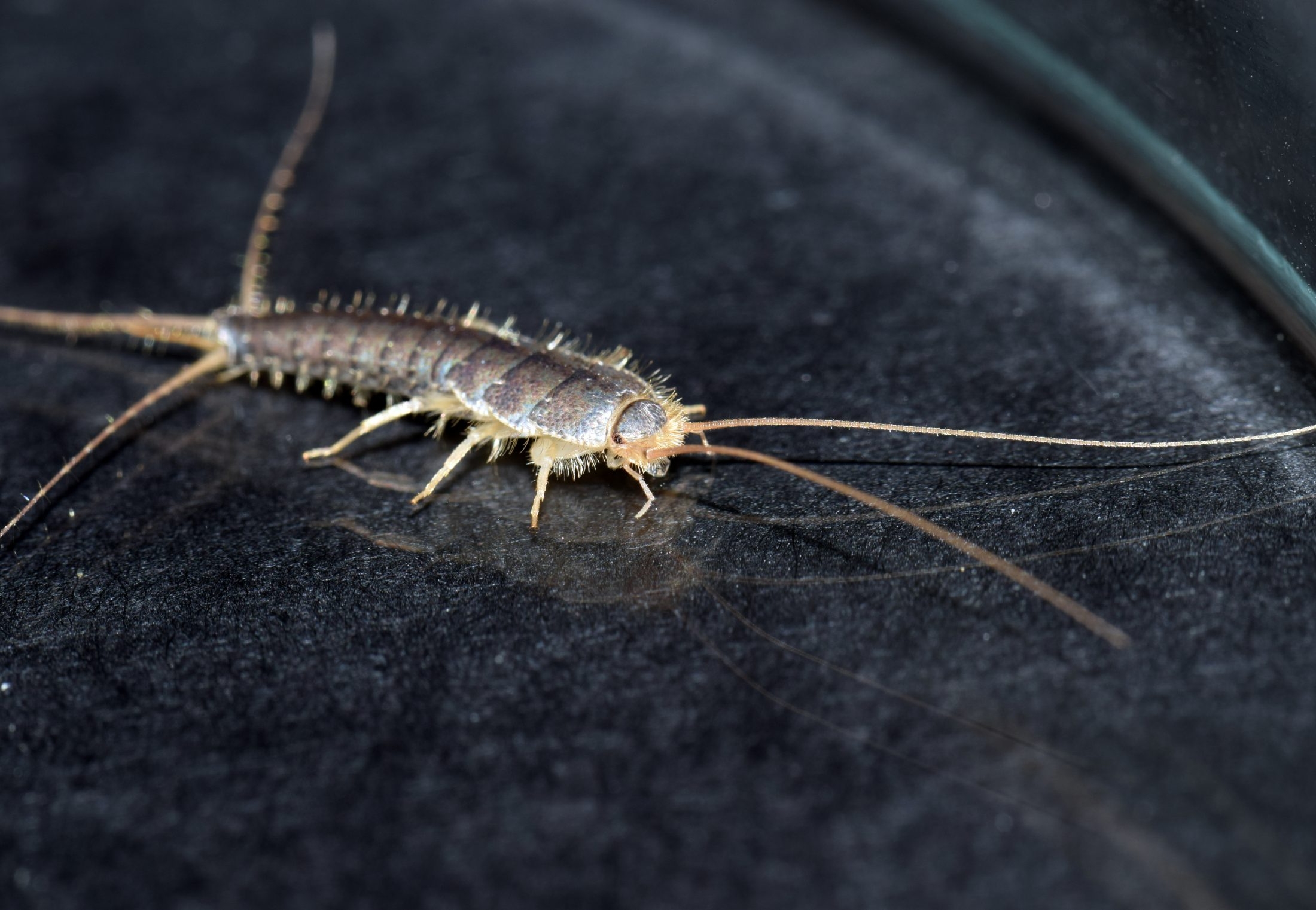 Wat zijn zilvervisjes – en hoe kom je ervan af? | wibnet.nl