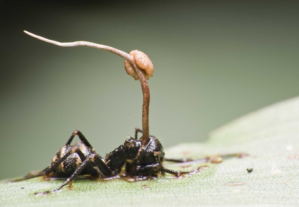 Slavbindande parasiter: Här är nio av de värsta parasiterna | illvet.se