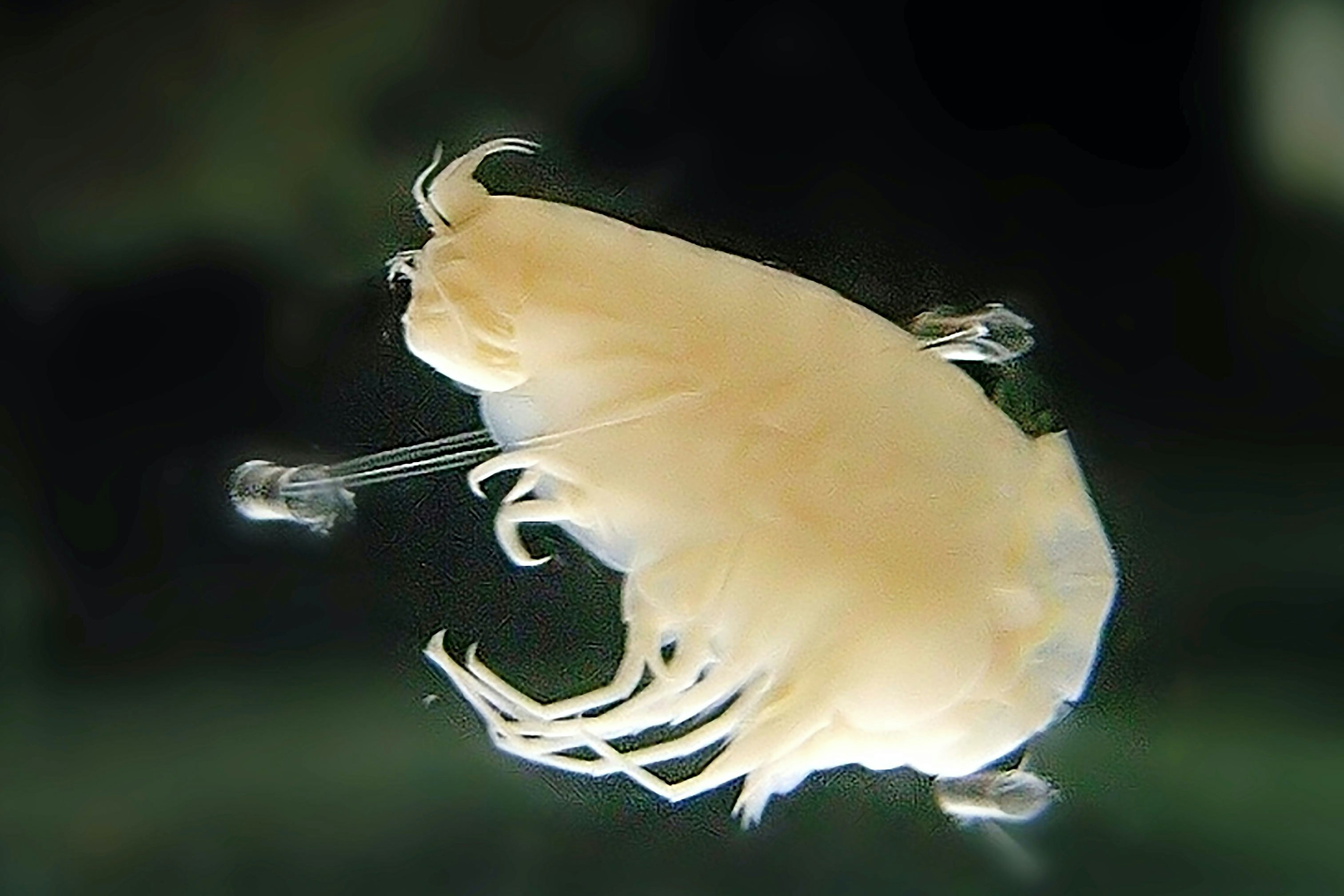 Reje overlever på umulig havdybde | illvid.dk