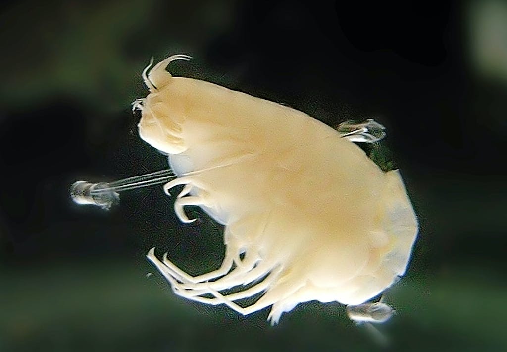 Alienachtig zeedier met 20 armen gevonden bij Antarctica | wibnet.nl