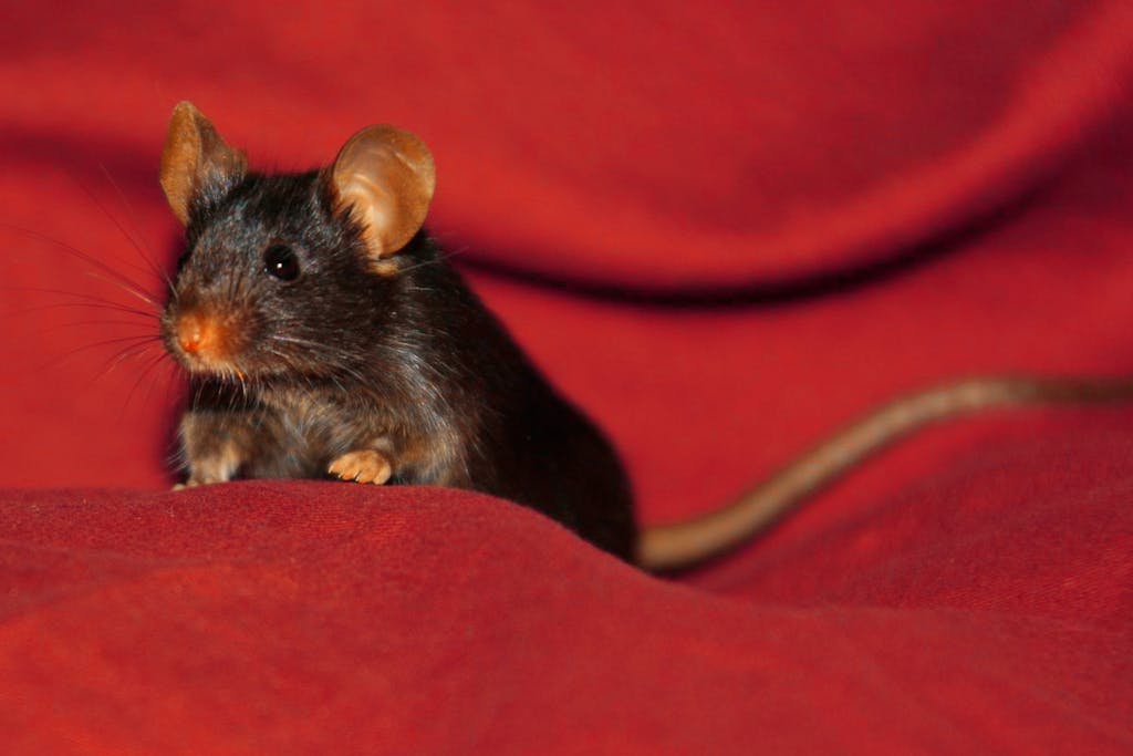 Utdöda djur återuppstår i frysta djurparker | illvet.se