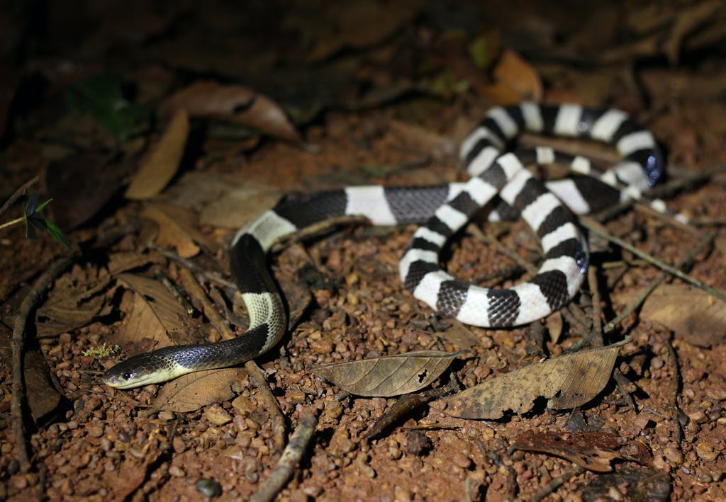 De 5 gevaarlijkste gifslangen ter wereld | wibnet.nl