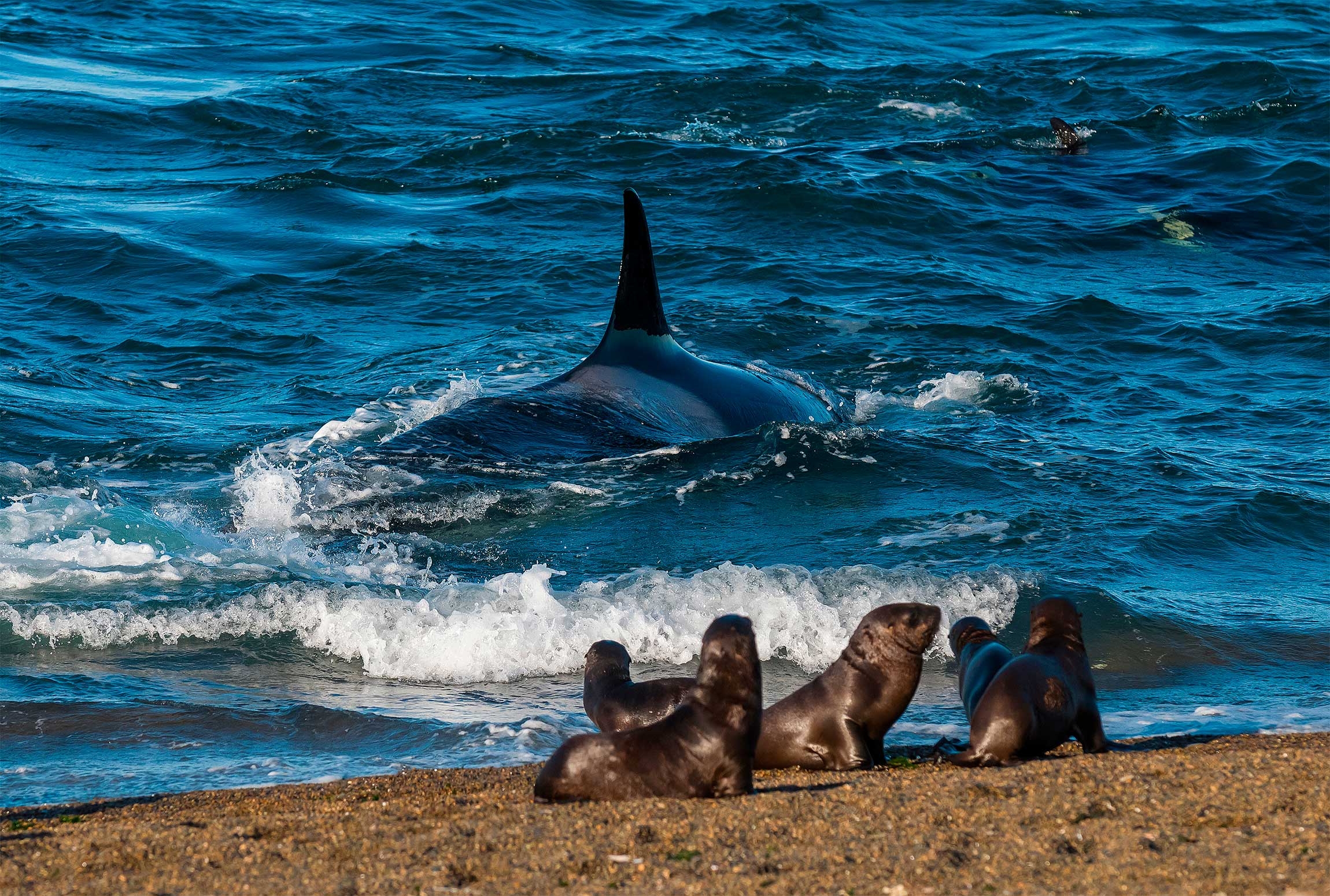Hvaler - Hvad er verdens største hvaler og hvor mange hvalarter findes ...