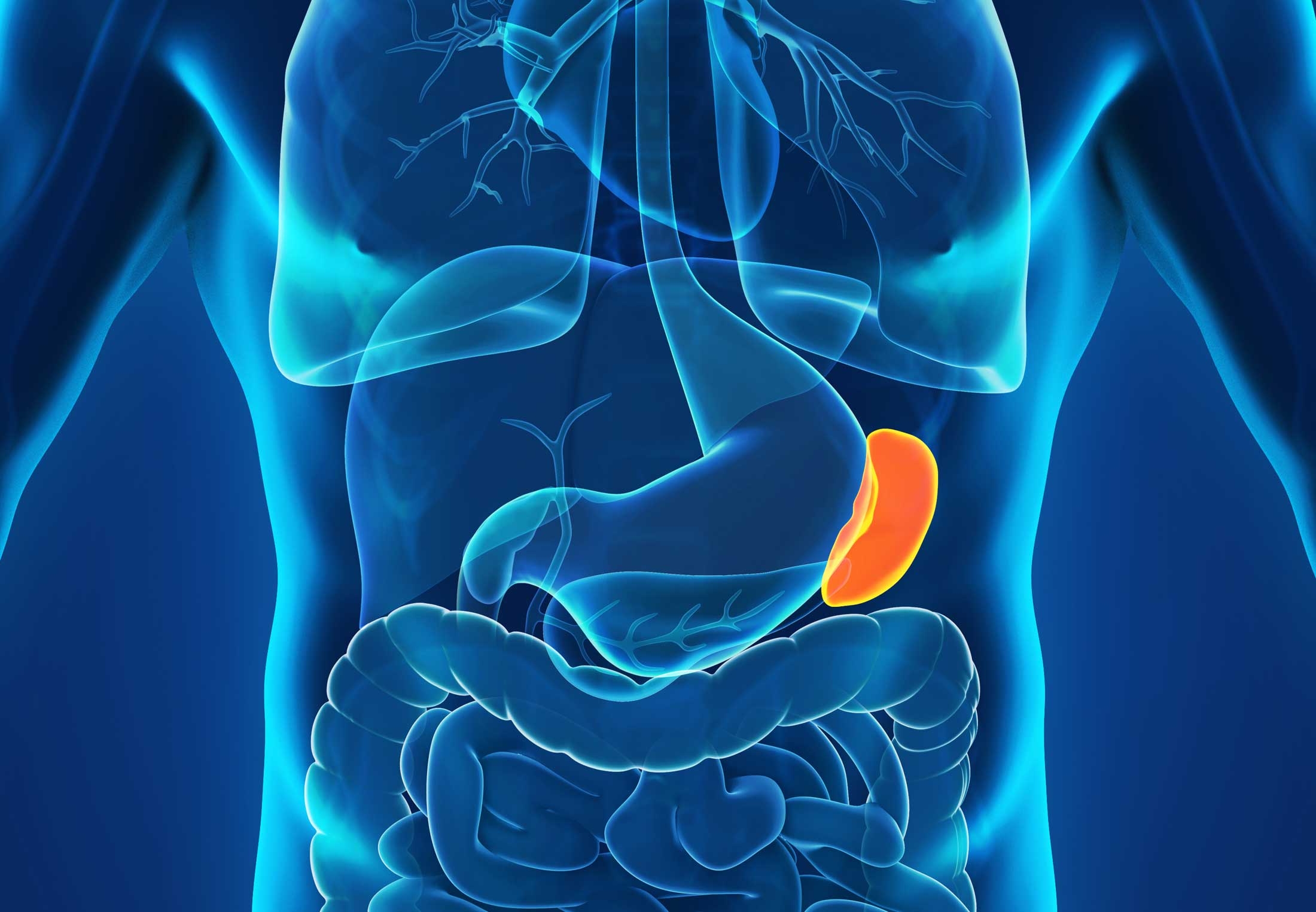 What does the spleen do - and do we need it? | scienceillustrated.com