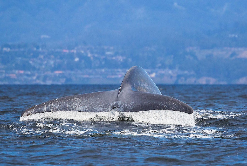Hvaler – Hva er verdens største hvaler og hvor mange hvalarter finnes ...