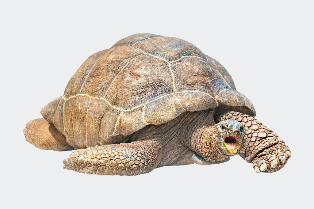 Ålderdom – Varför blir vi gamla och vad kan vi göra åt det? | illvet.se