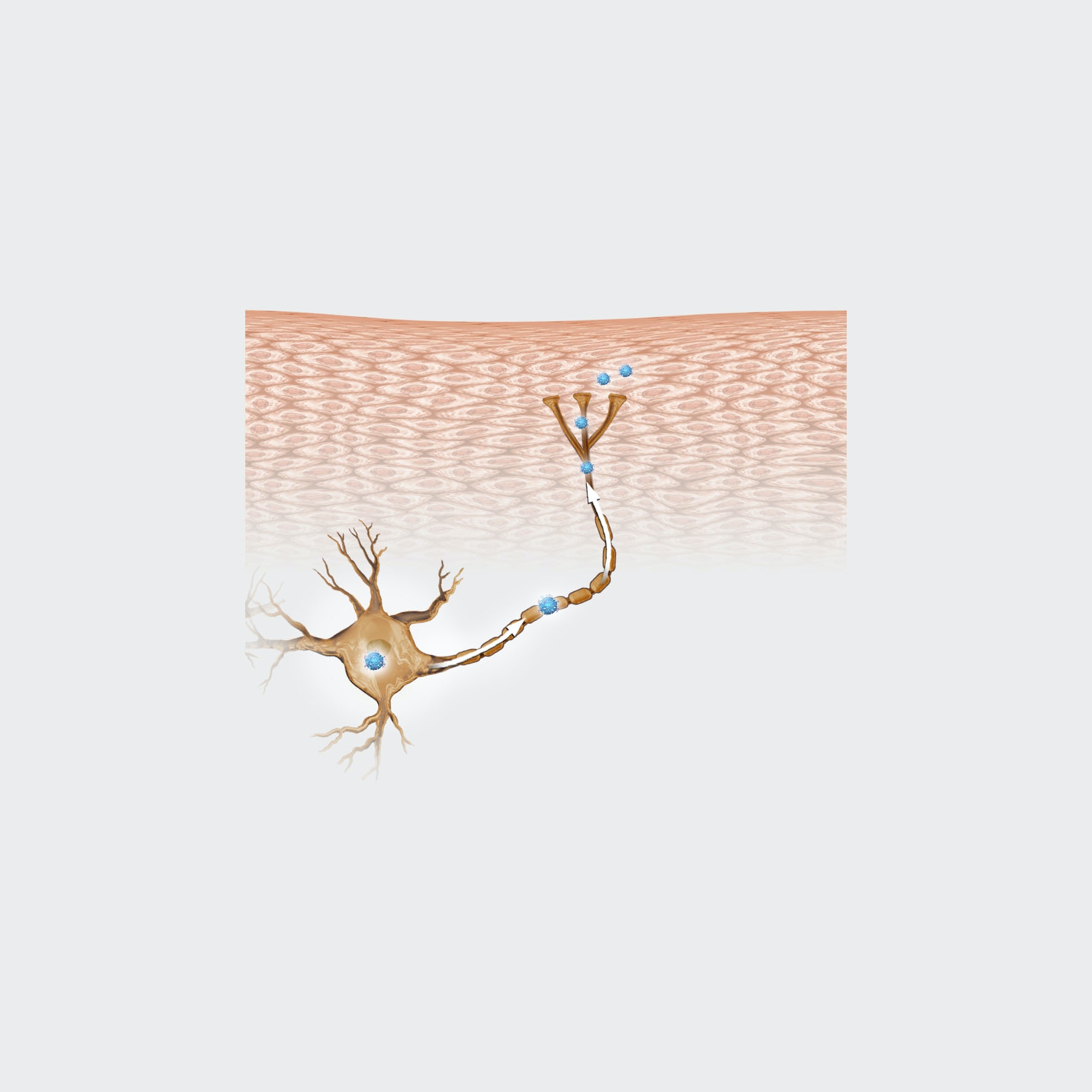 Veelvoorkomend virus verdubbelt kans op dementie mogelijk | wibnet.nl