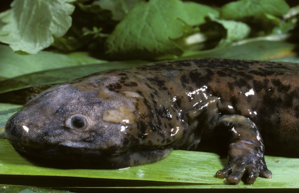 Nyupptäckt art är världens största groddjur | illvet.se
