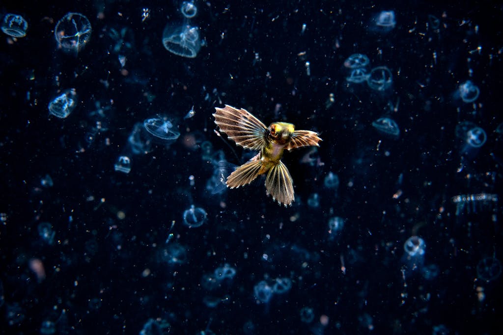 Merkwaardige spookhaai ontdekt bij Thailand | wibnet.nl