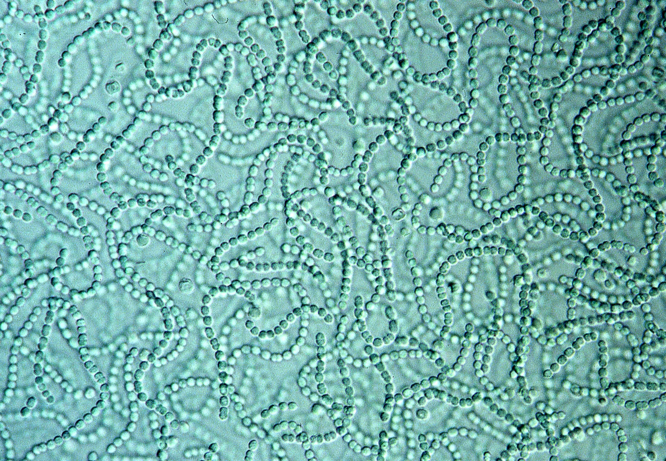 Photosynthesis - what is it? Get the formula and the explanation ...