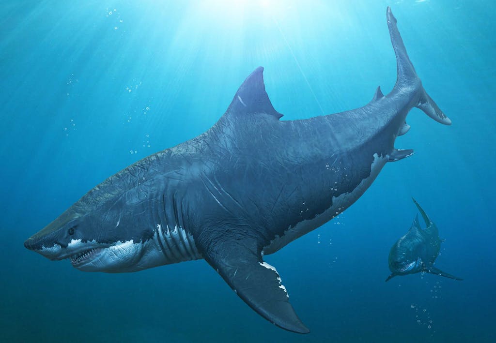 Haaien - Meer feiten over haaien vind je hier | wibnet.nl