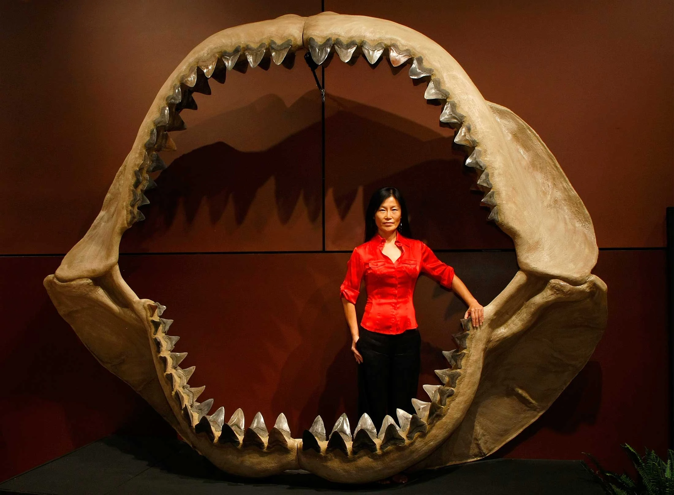 De megalodon – de grootste haai aller tijden | wibnet.nl