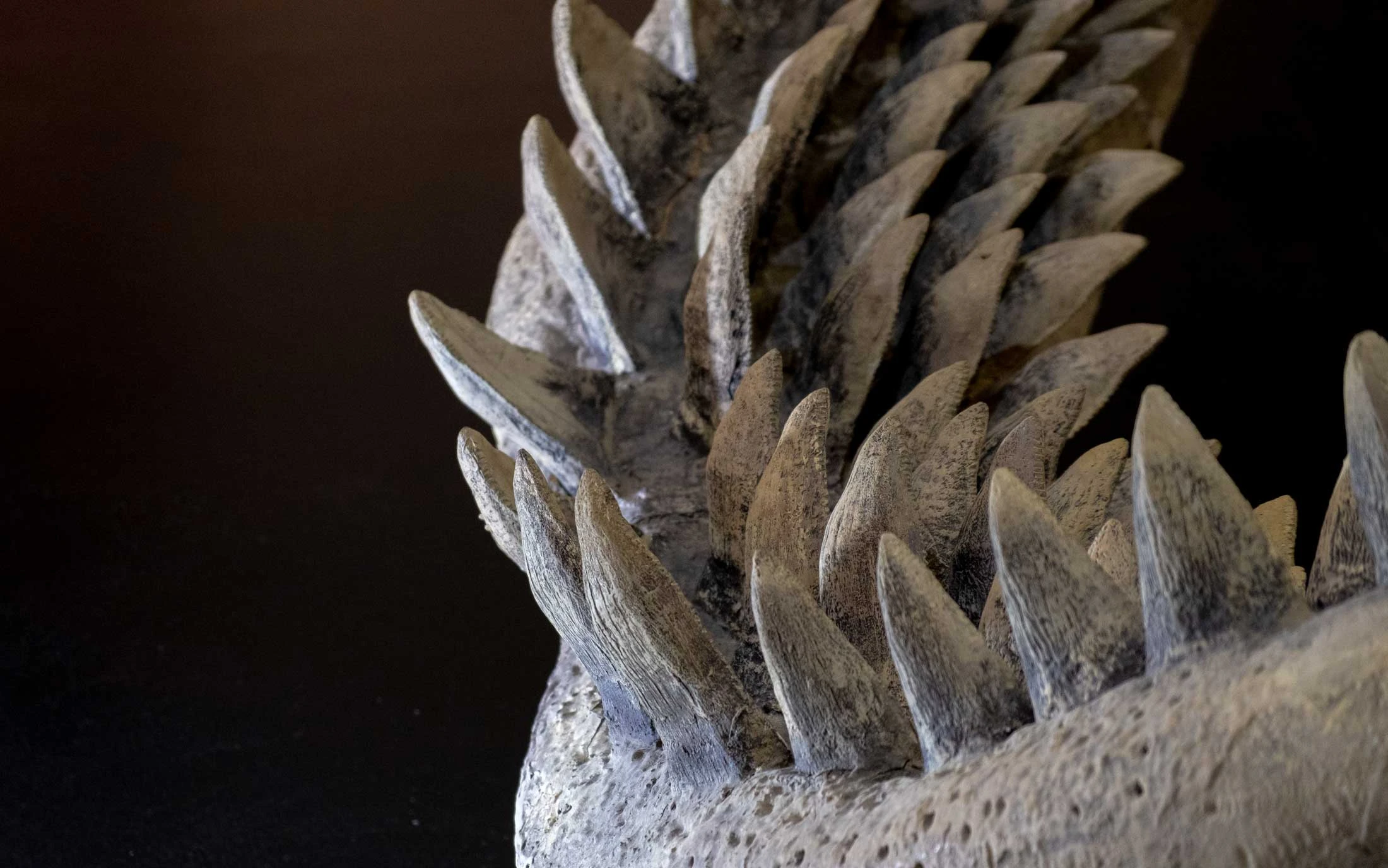 De megalodon – de grootste haai aller tijden | wibnet.nl