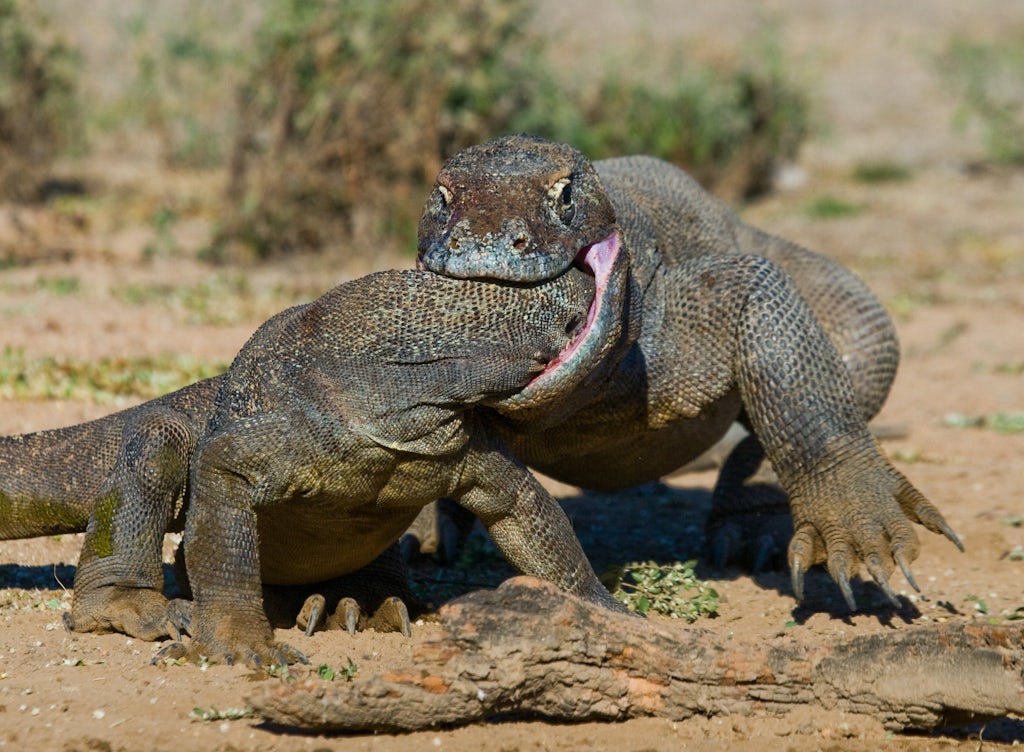 DNA geeft geheimen prijs van de komodovaraan | wibnet.nl