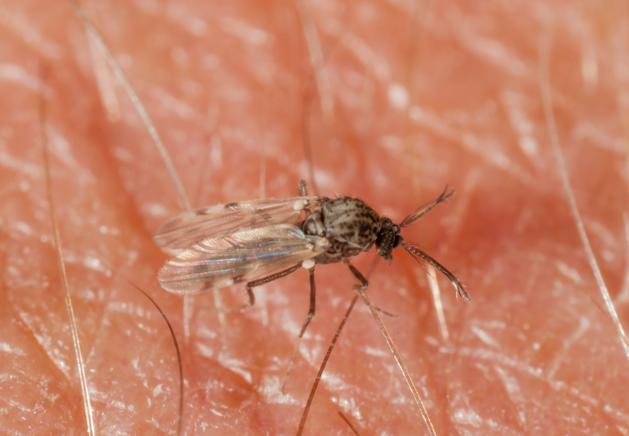 Insecten | Wat zijn insecten? En wat eten ze? | wibnet.nl