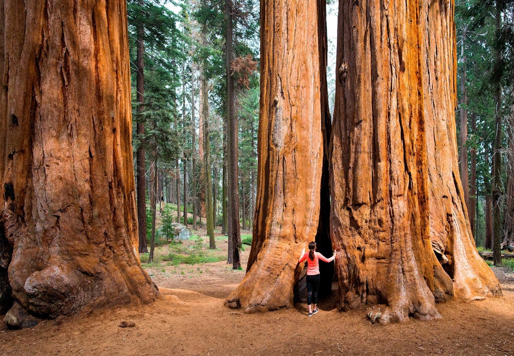 Grootste bomen op aarde – Bekijk hier de lijst | wibnet.nl