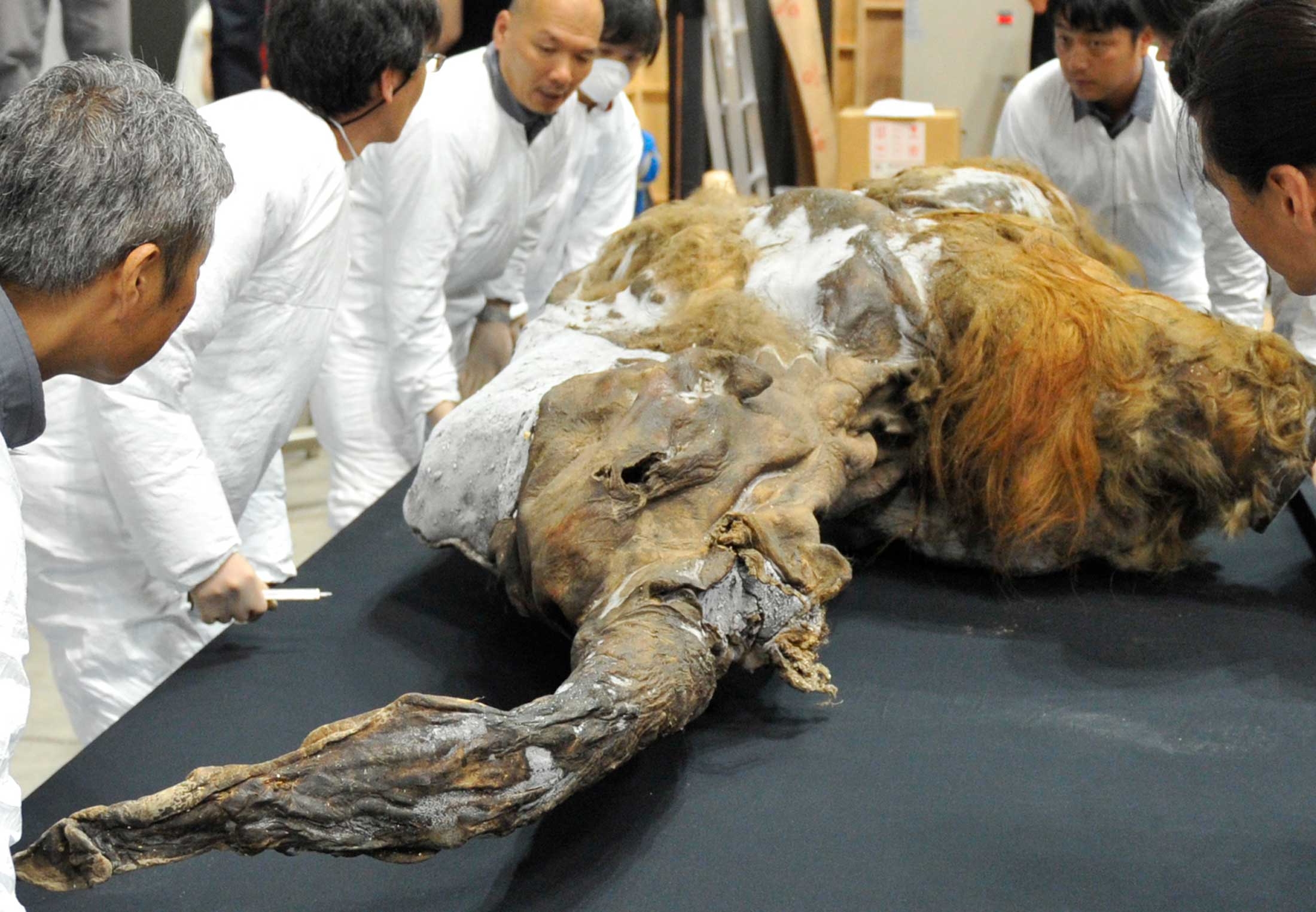 Hvorfor døde den ullhårede mammuten ut? Få svaret her | illvit.no