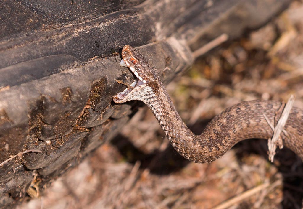 Huggorm | Hur farlig är den? | illvet.se