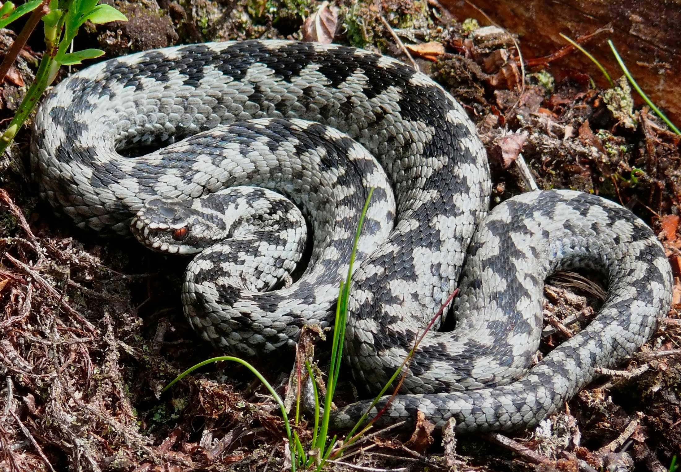 Huggorm | Hur farlig är den? | illvet.se