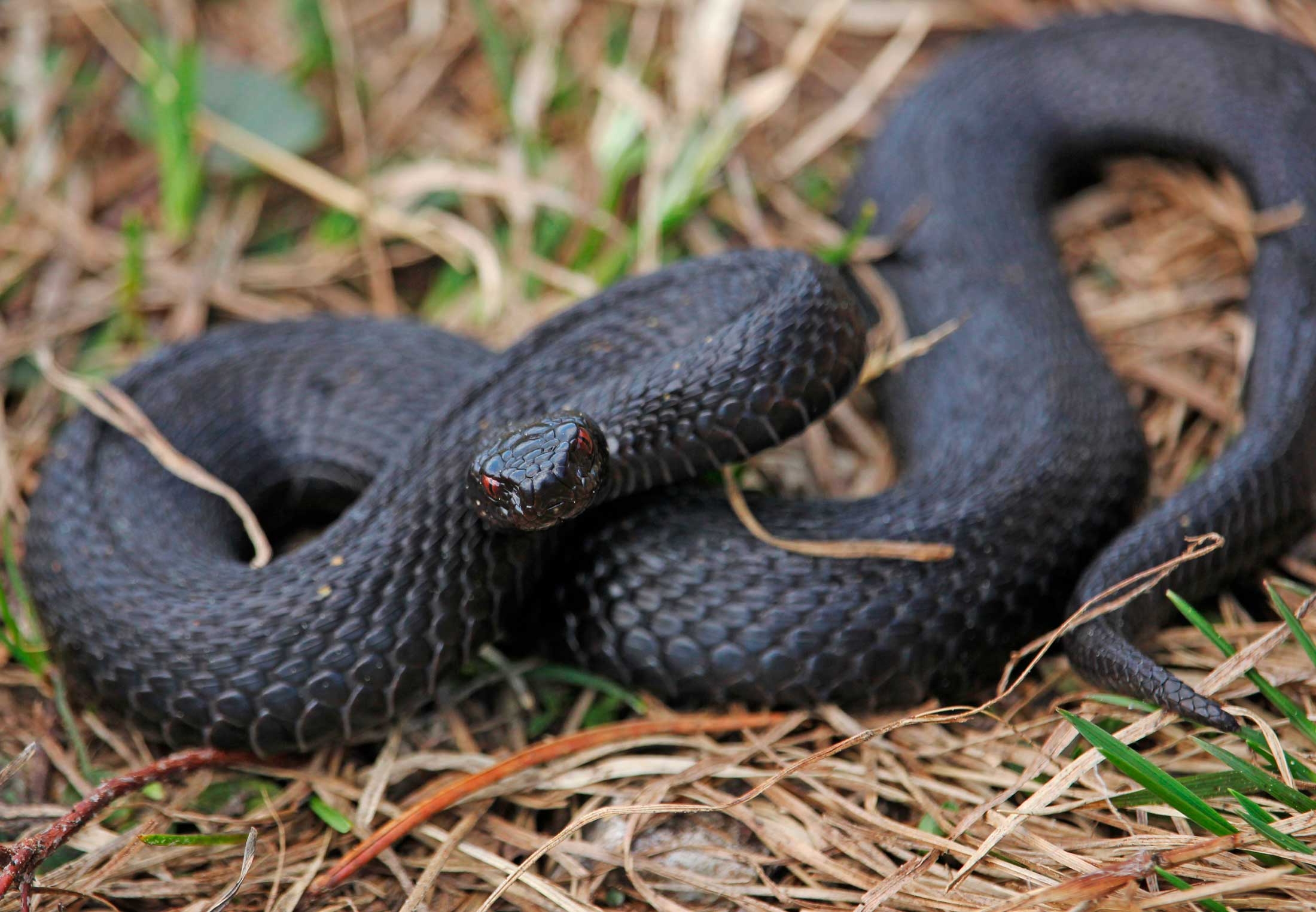 Huggorm | Hur farlig är den? | illvet.se