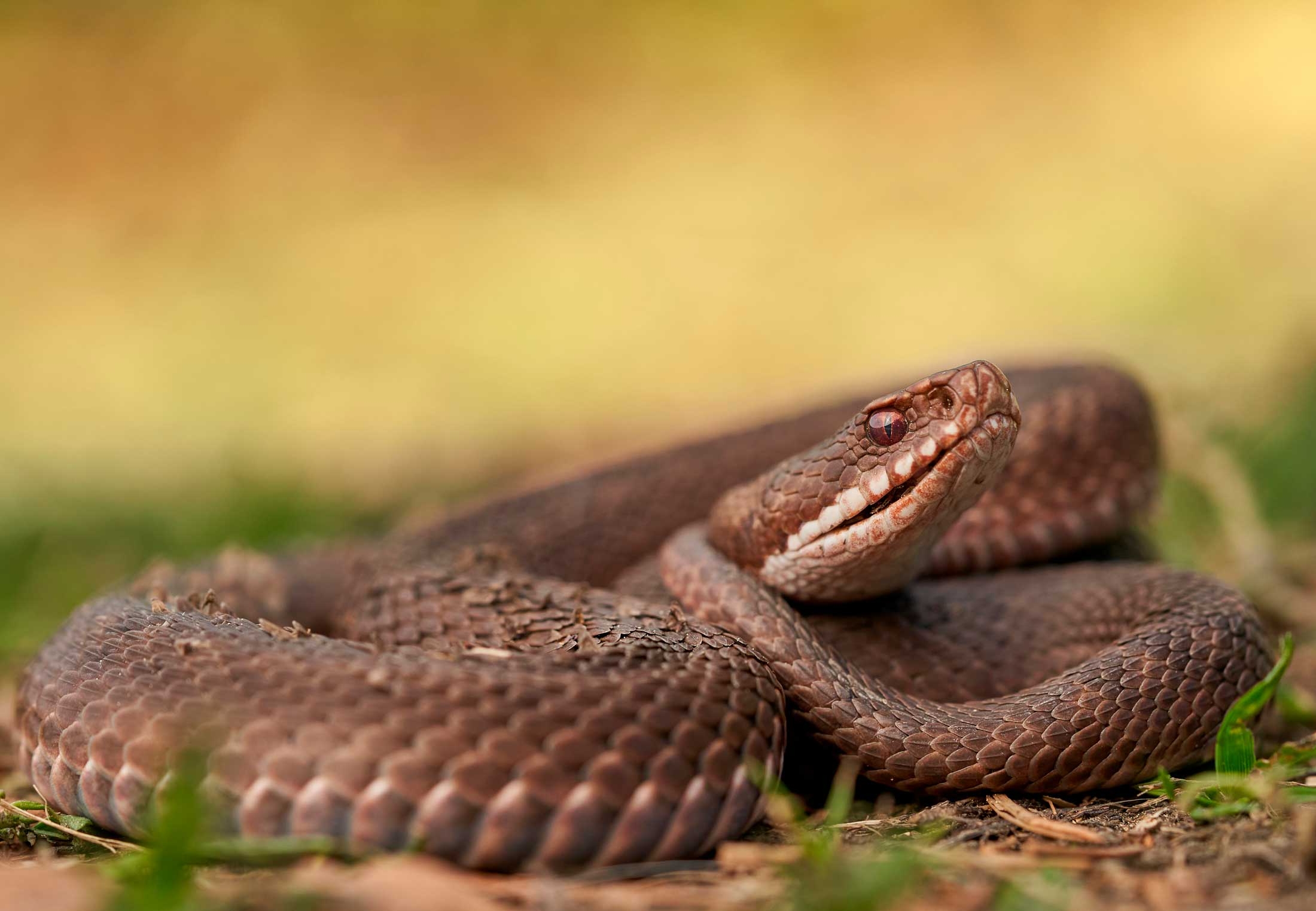 Huggorm | Hur farlig är den? | illvet.se