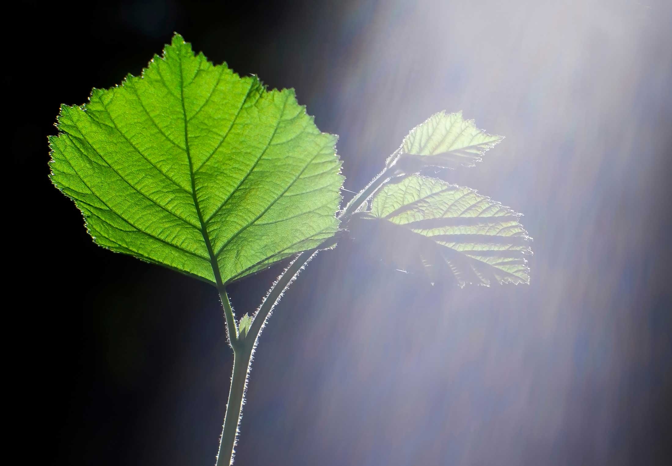 Photosynthesis - what is it? Get the formula and the explanation ...