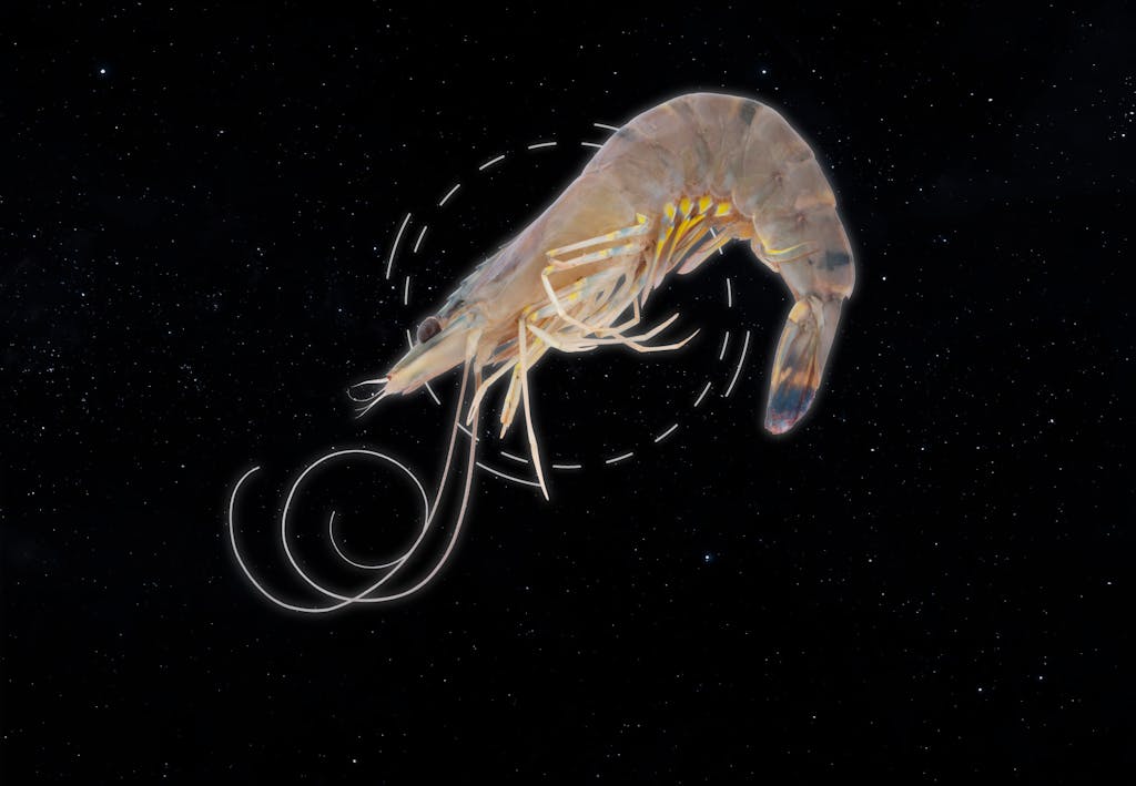 Se forskarnas bästa visioner: Så kan rymdvarelser se ut | illvet.se