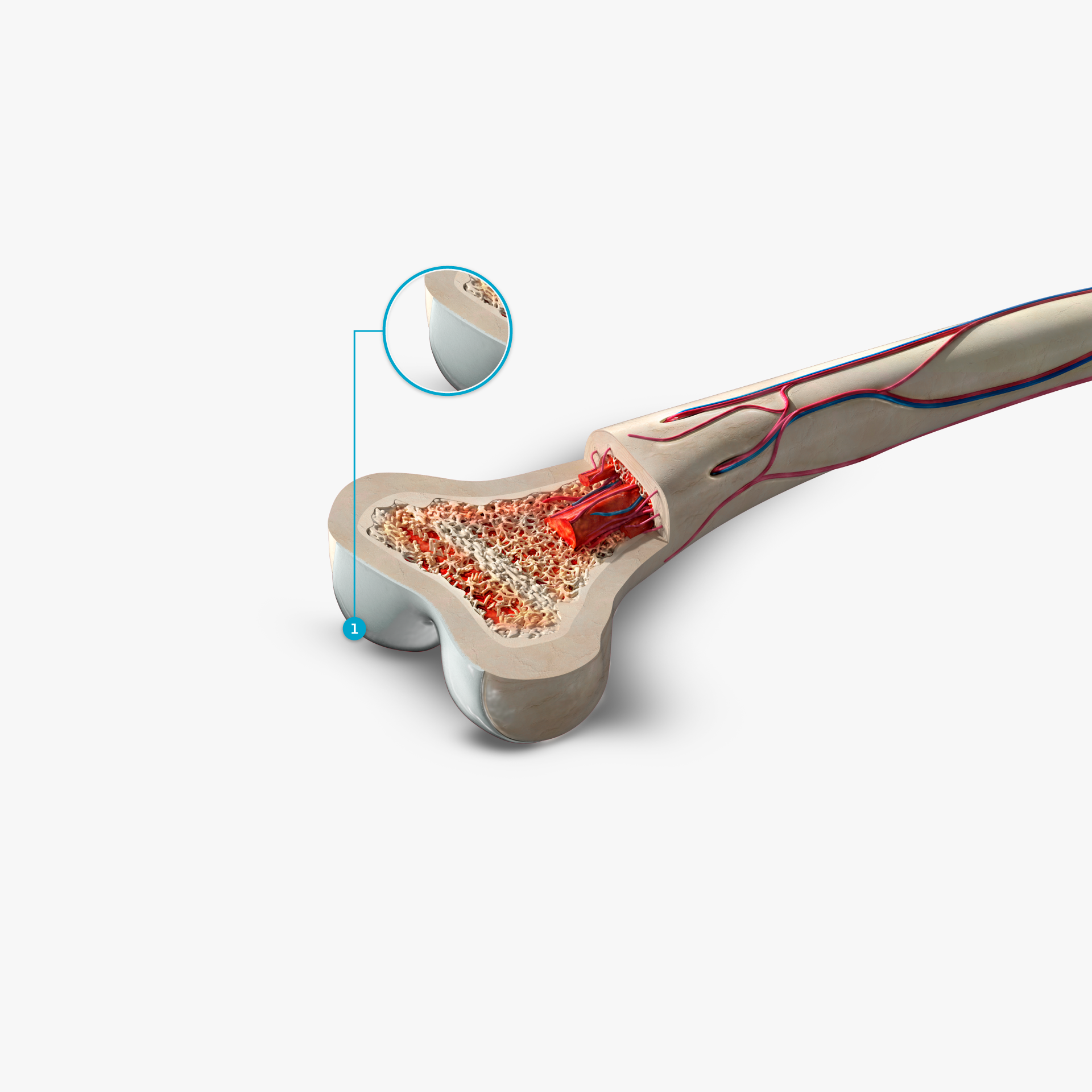 Wetenschappers: je skelet leeft | wibnet.nl