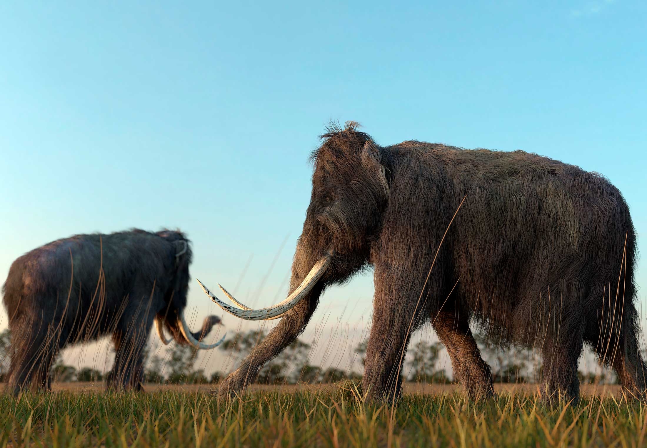 Colossal Biosciences kweekt wolharige muizen om de mammoet terug te ...