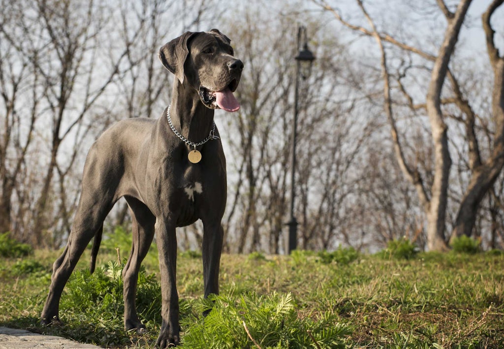 Dit zijn de slimste honden – en de domste | wibnet.nl