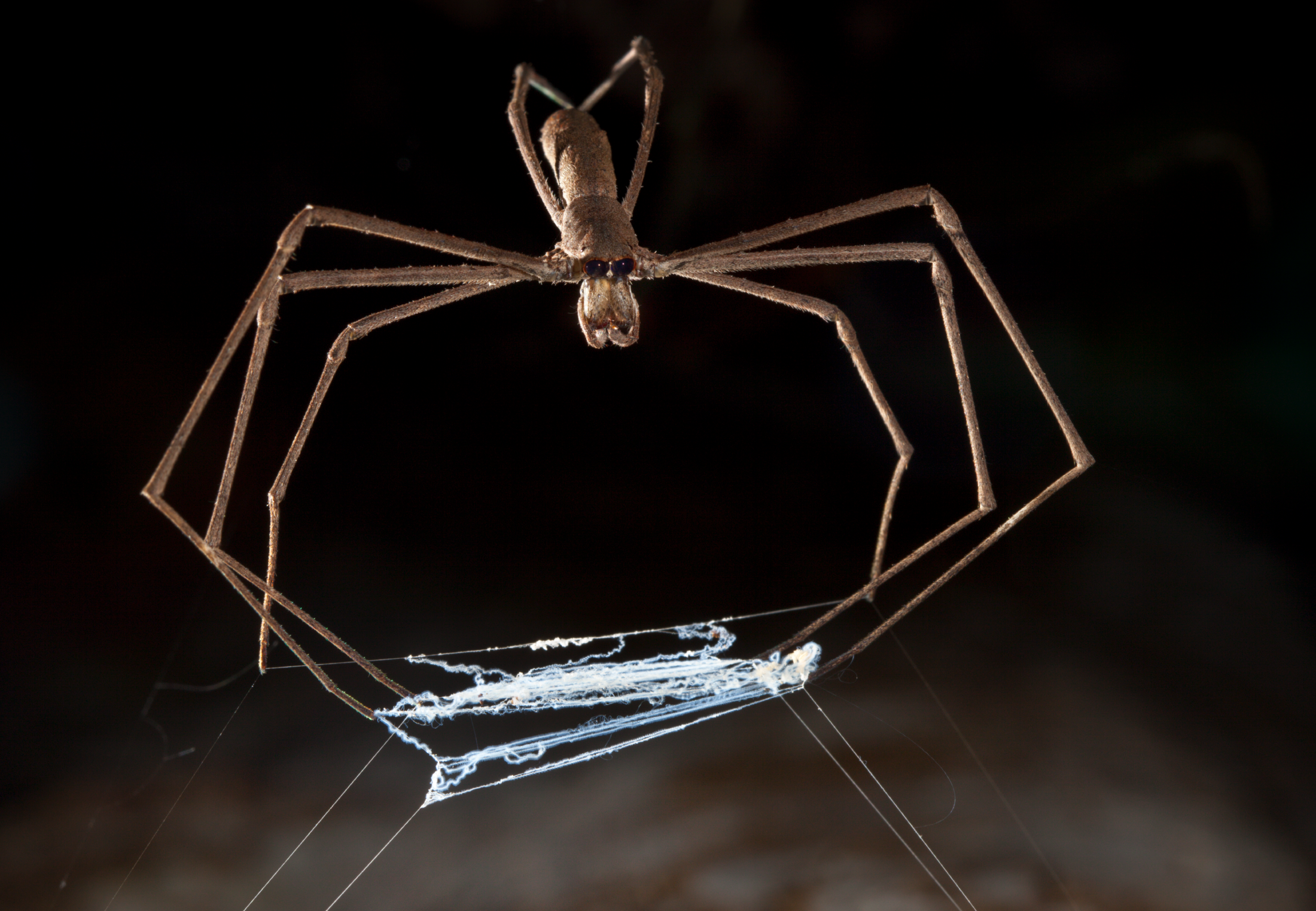 Edderkopper – Les alt om de åttebeinte krypene her | illvit.no