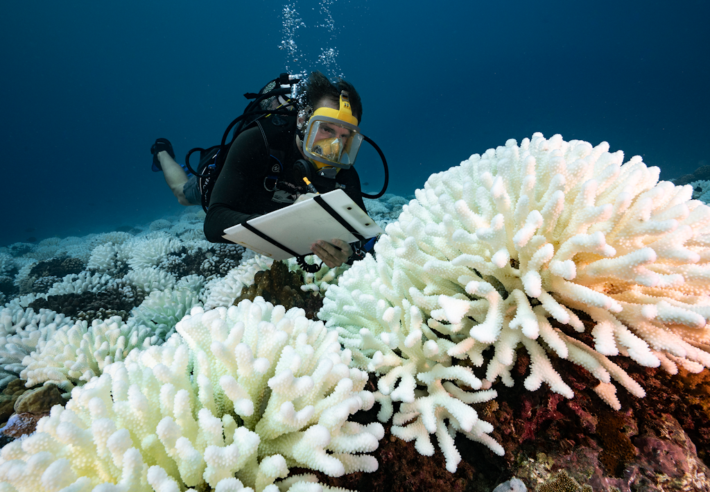 Merieläimet | tieku.fi