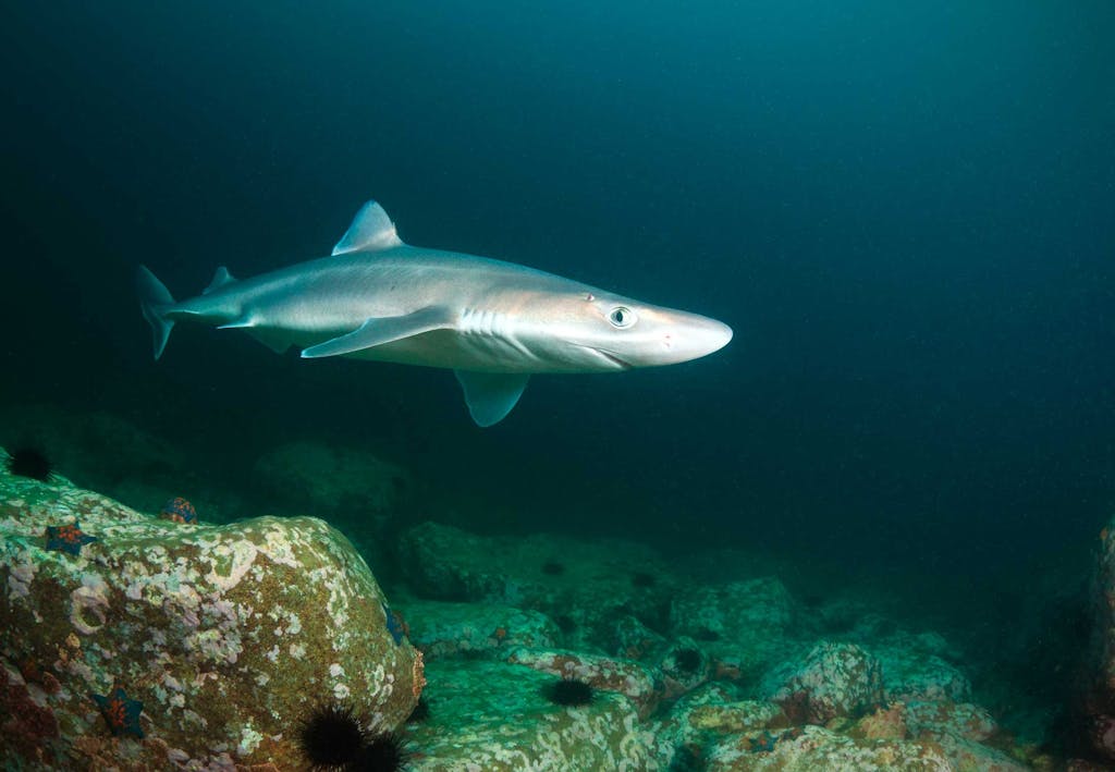 Hajer - Få fakta om hajer her | illvid.dk