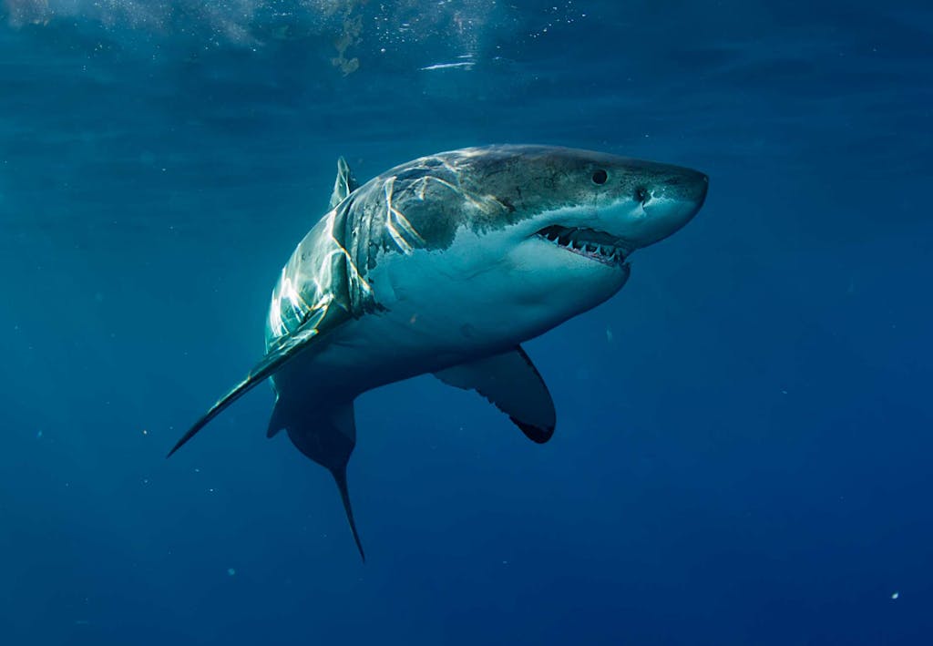 Hajar – Hämta fakta om hajar här | illvet.se