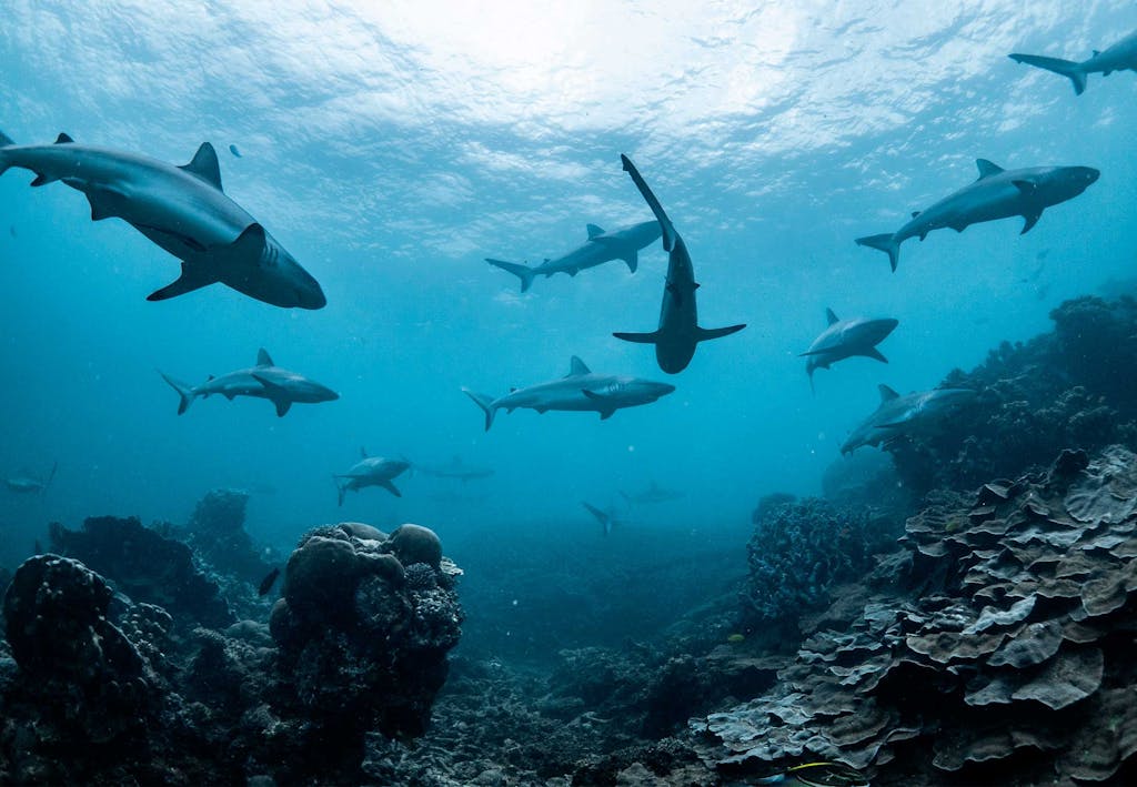 Haaien - Meer feiten over haaien vind je hier | wibnet.nl