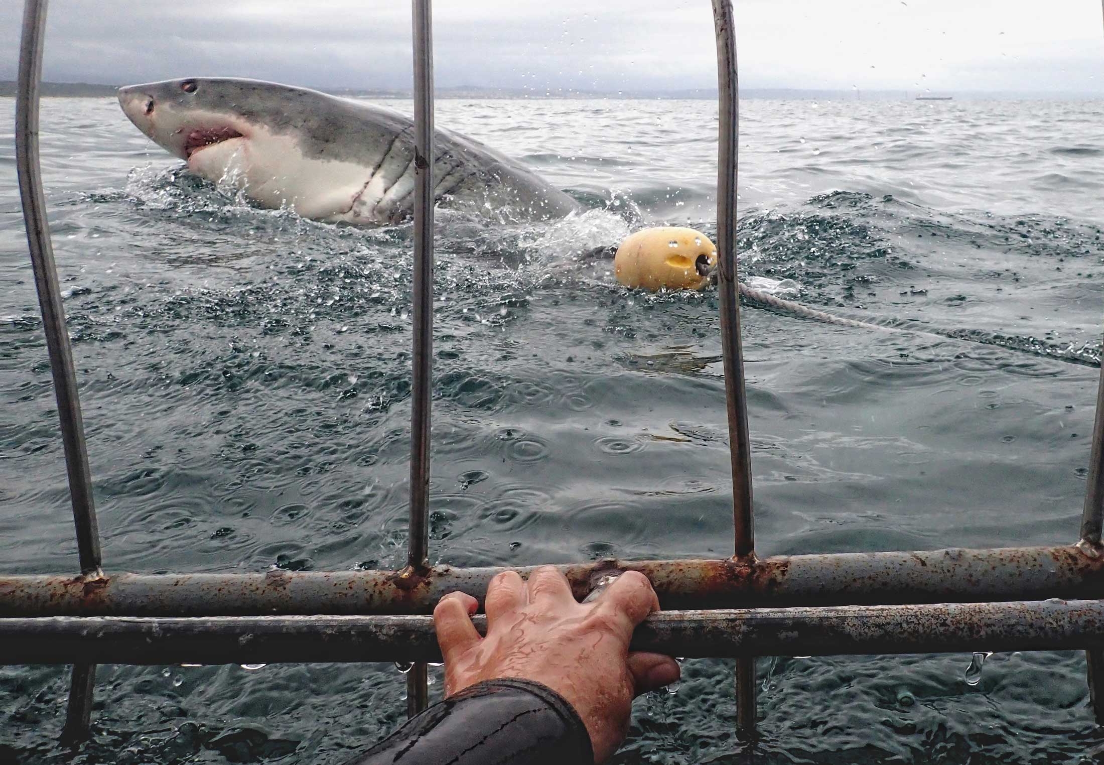 Hait – Lue tästä faktoja haista | tieku.fi