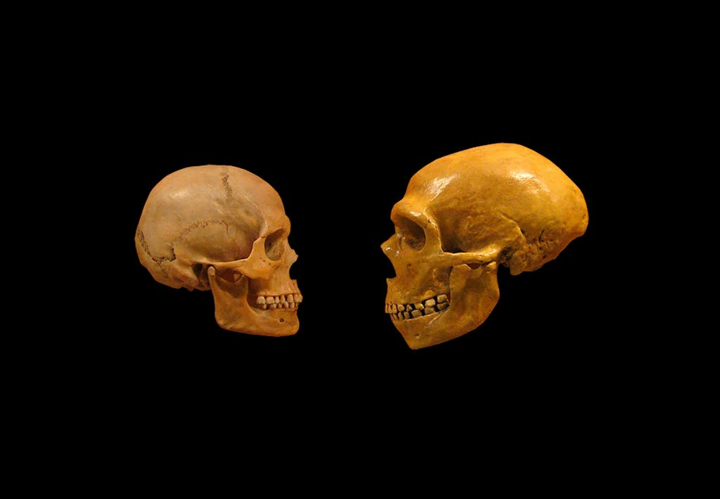 Wanneer kwamen de Neanderthalers naar Europa? | wibnet.nl